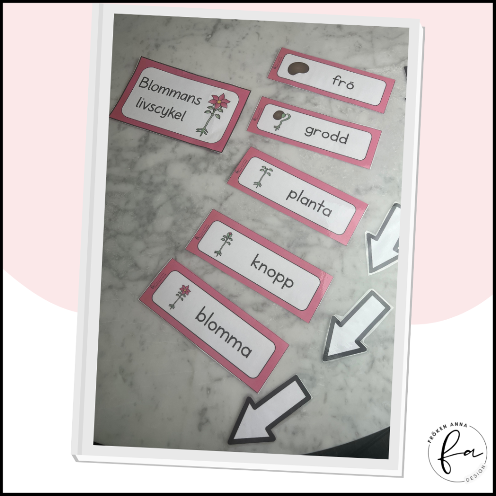 Bildstöd: blommans livscykel - Fröken Anna