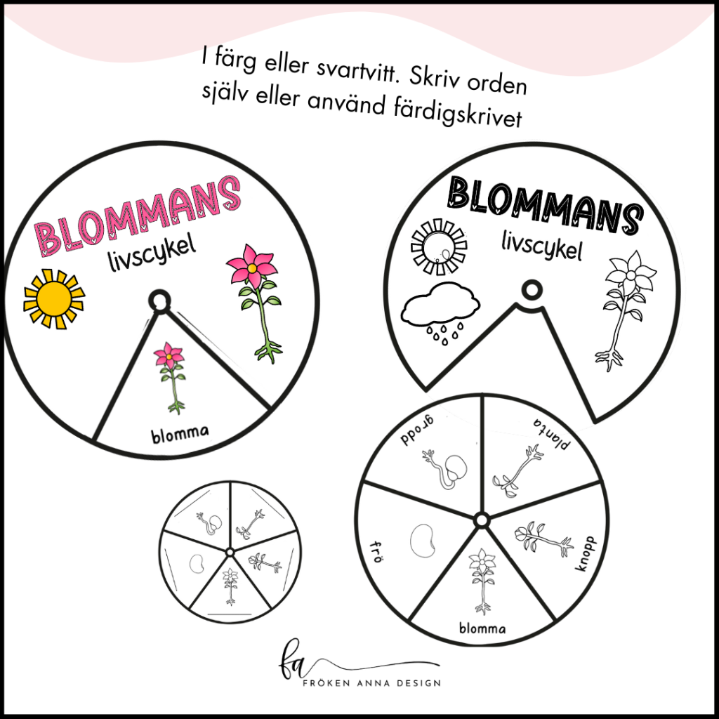 Blommans livscykel (snurra / hjul) - Fröken Anna