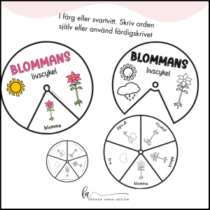 Blommans livscykel (snurra / hjul) - Fröken Anna