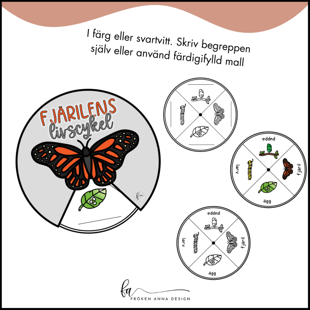 Fjärilens livscykel: hjul / snurra - Fröken Anna