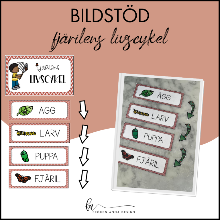 Fjärilens livscykel: Bildstöd - Fröken Anna