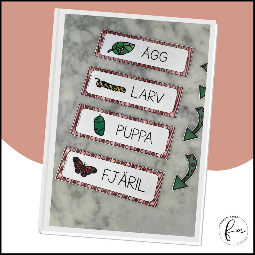 Fjärilens livscykel: Bildstöd - Fröken Anna