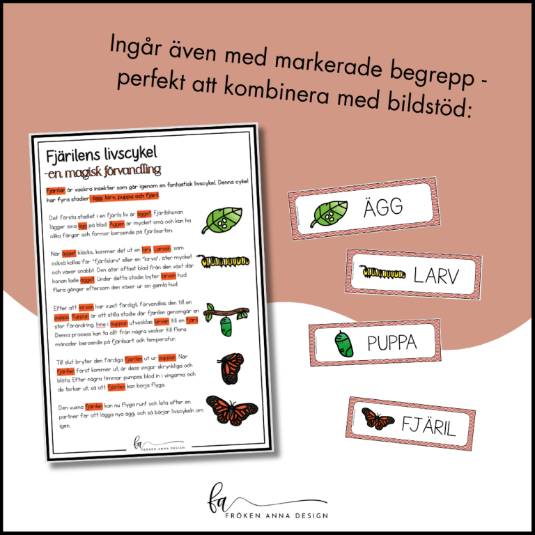 Fjärilens livscykel: Läsförståelse - Fröken Anna